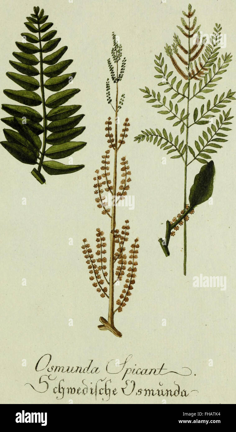 Botanical collection of indigenous and exotic plants, featuring vibrant ...