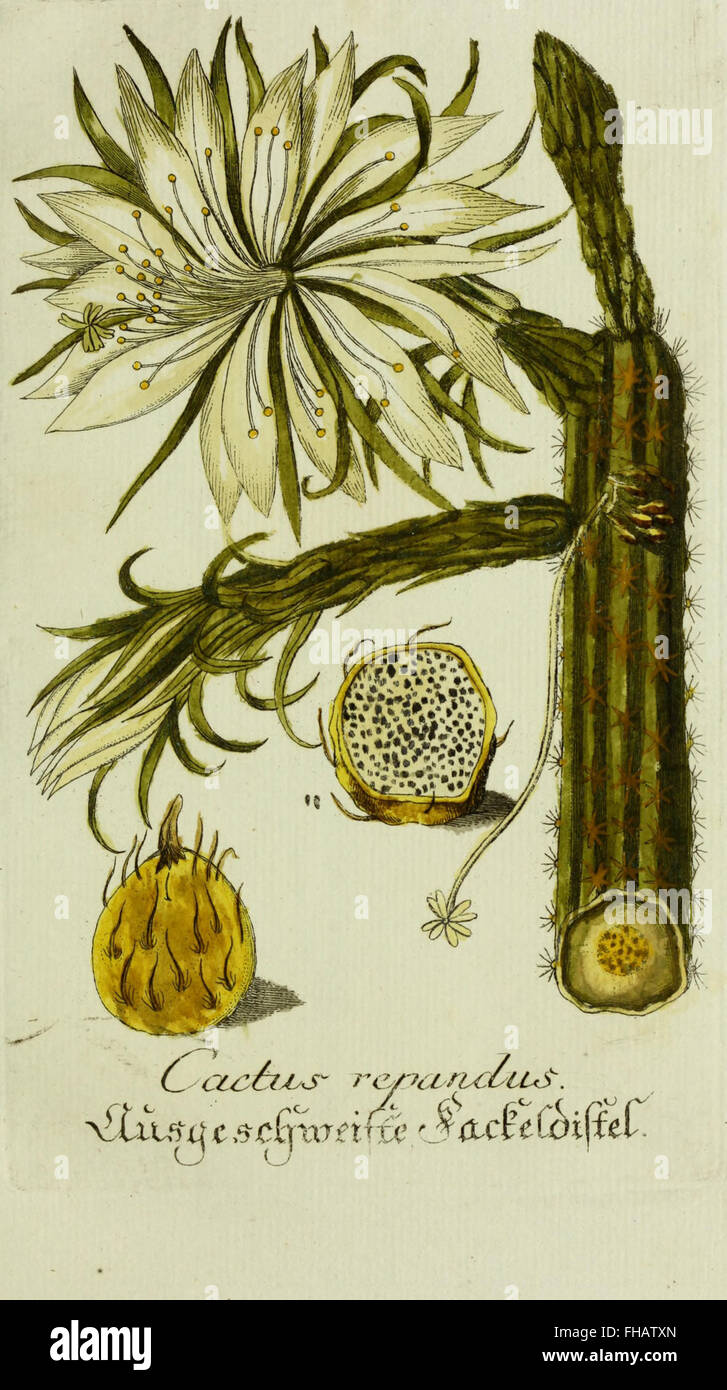 Illustrations of native and exotic plants Stock Photo - Alamy