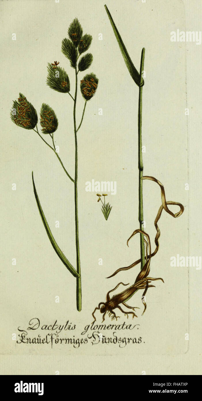 A 1791 botanical work featuring life-like illustrations of native and ...