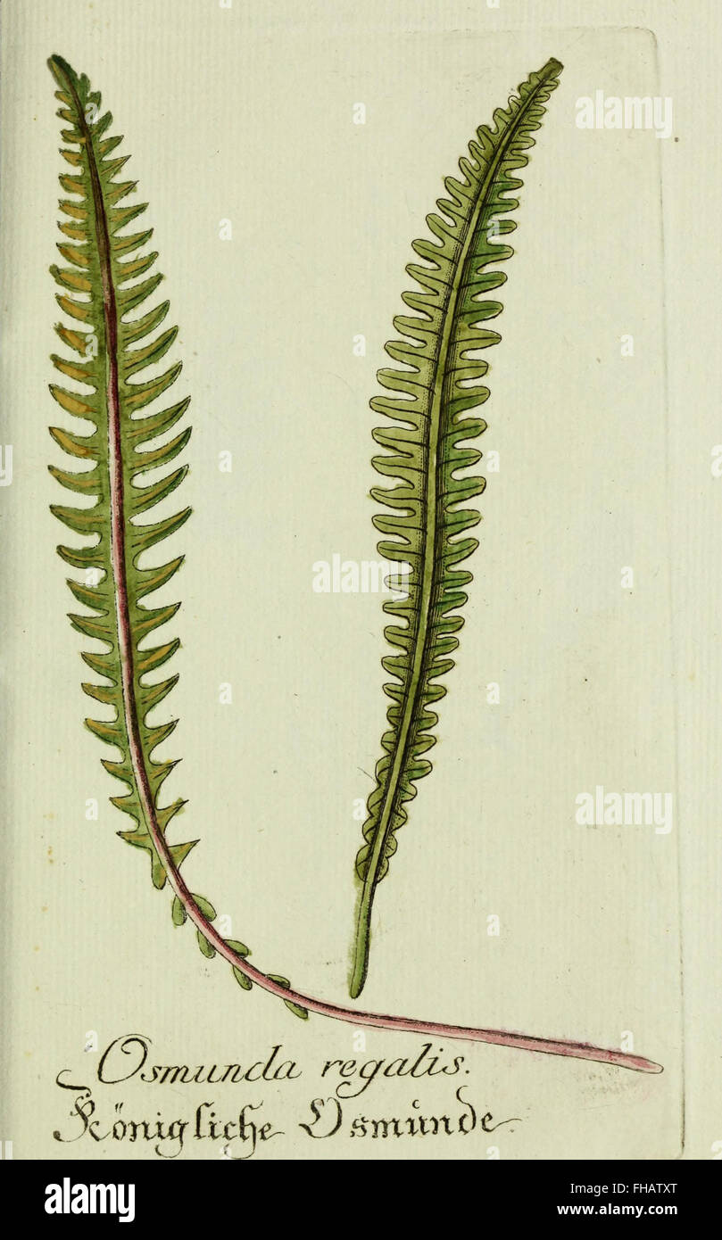 Plantarum Indigenarum et Exoticarum Icones ad Vivum Coloratae - A ...