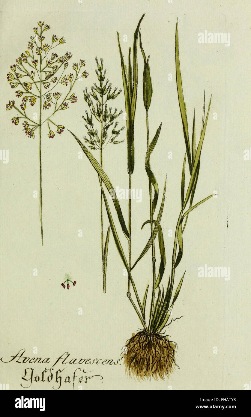 A botanical work featuring life-like illustrations of indigenous and ...