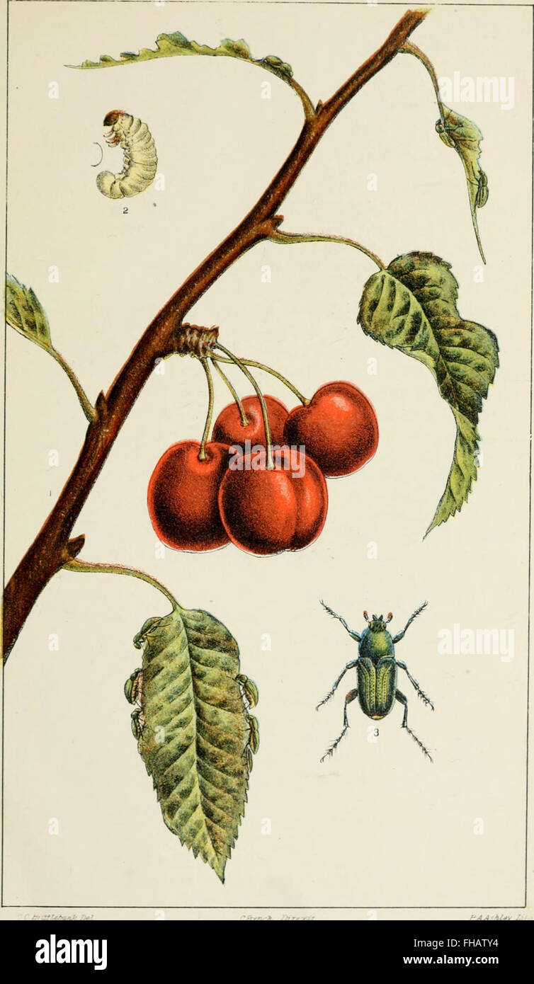 Descriptive guide to harmful insects in Victoria, with recommended ...