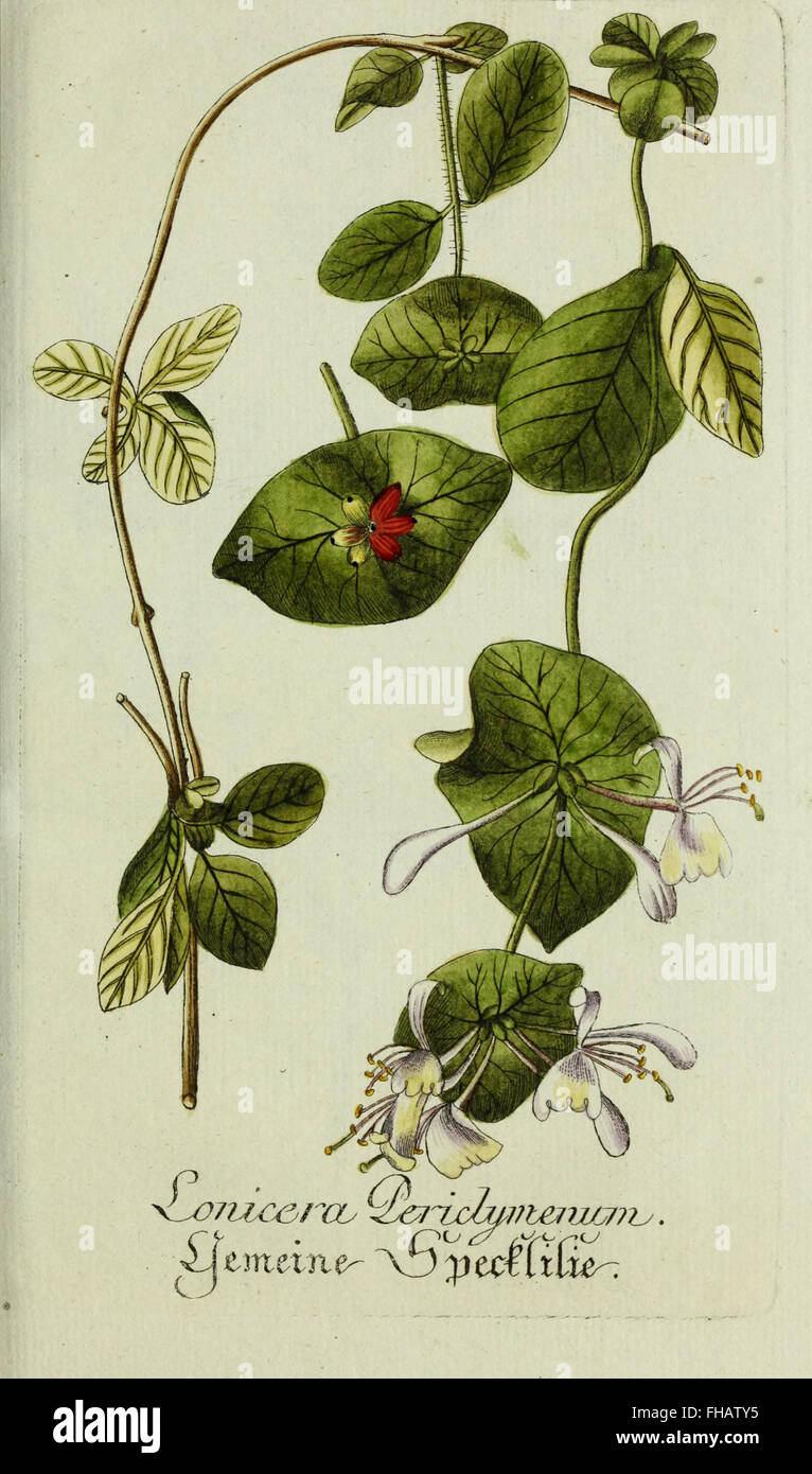 A 1791 collection of botanical illustrations of indigenous and exotic ...