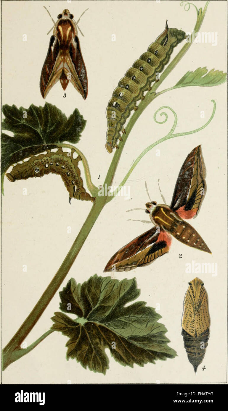 A 19th-century handbook detailing destructive insects of Victoria ...