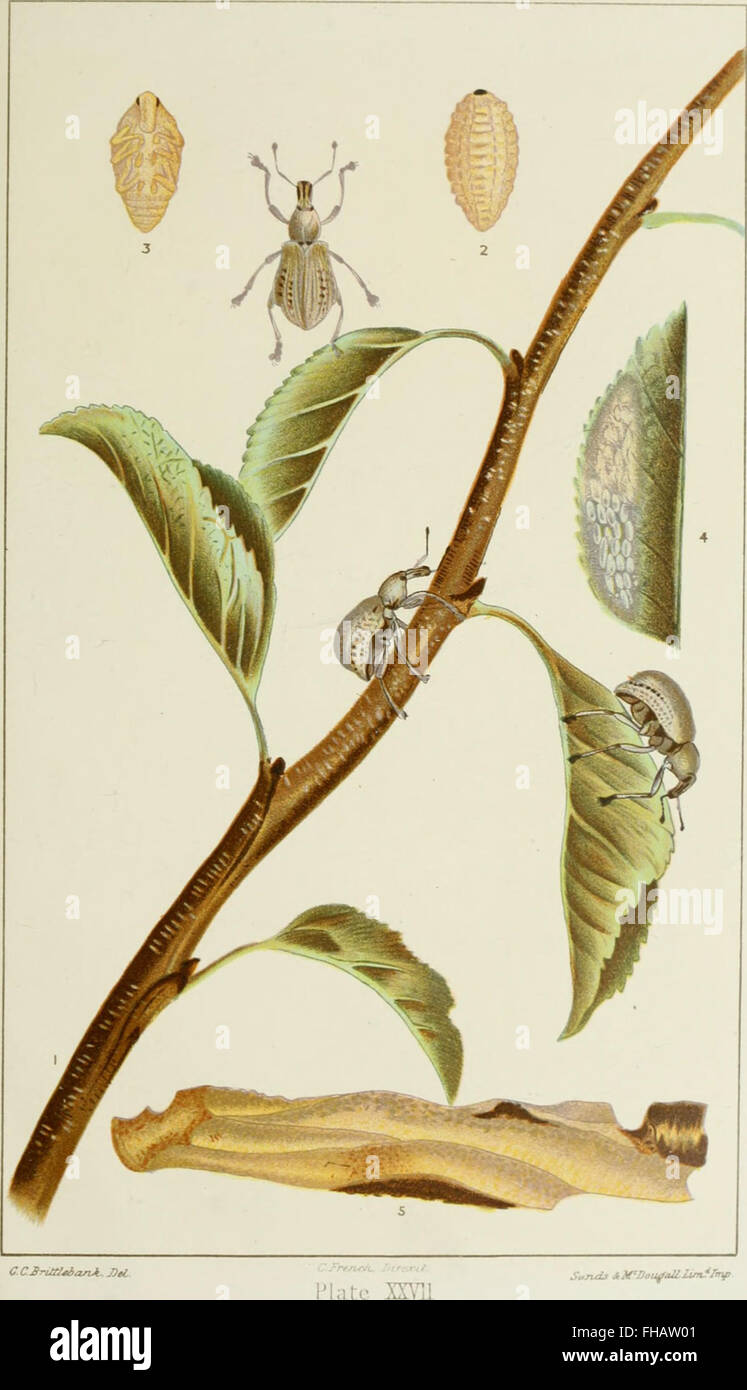 A practical guide from 1891 on identifying and controlling destructive ...