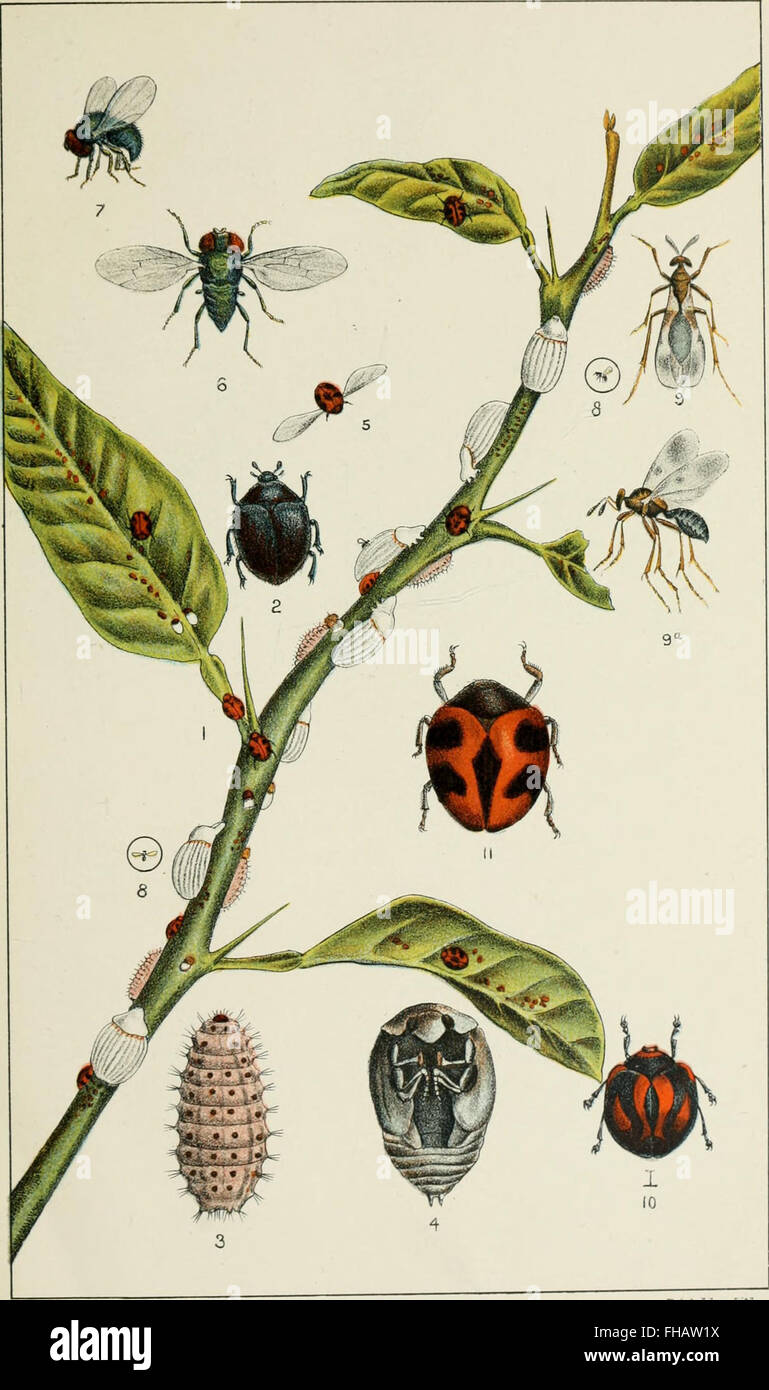 'A Handbook of the Destructive Insects of Victoria' (1891) provides a ...