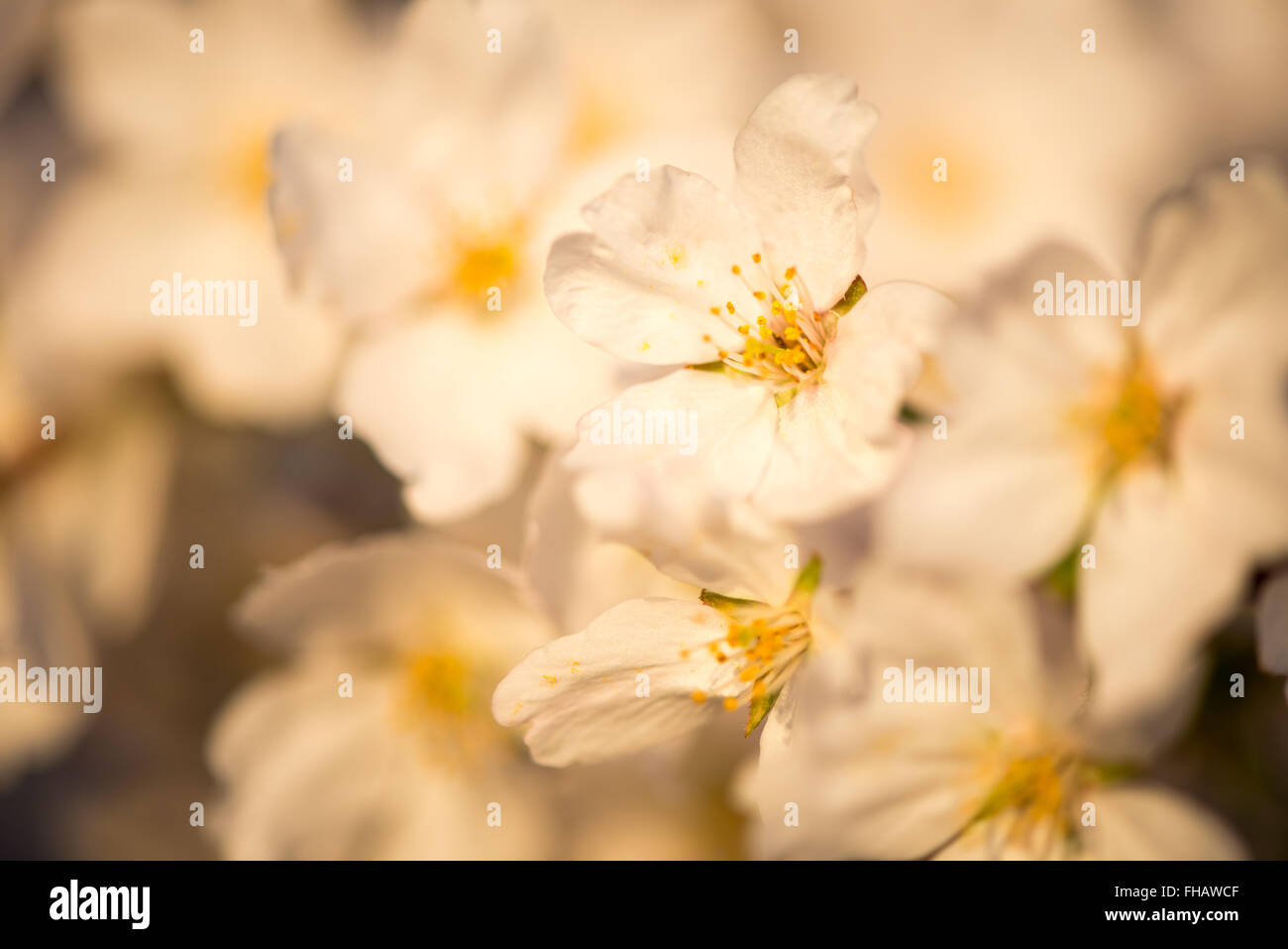 WASHINGTON DC, United States — Close-up shot of the flowers of the ...