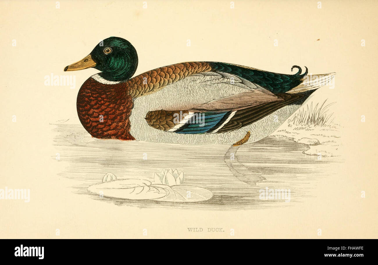 An extensive historical account of the bird species of Great Britain ...