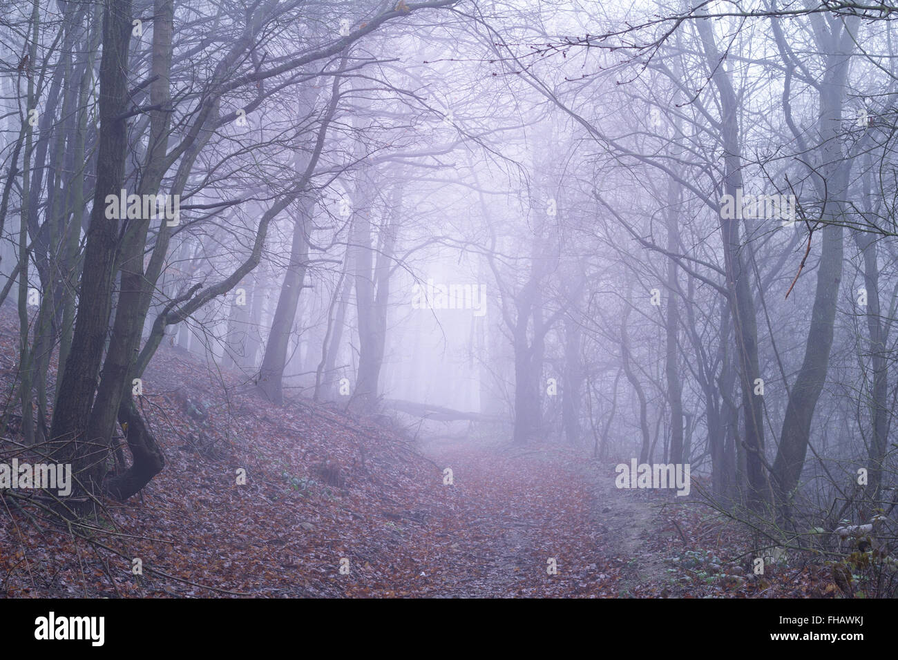 Misty scary forest hi-res stock photography and images - Alamy