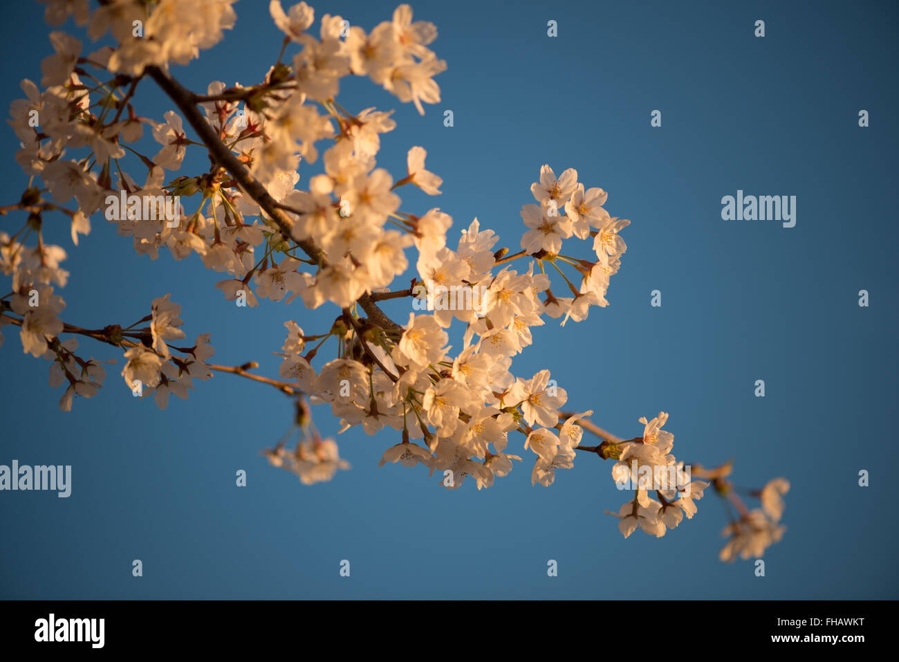 WASHINGTON DC, United States — Close-up shot of the flowers of the ...