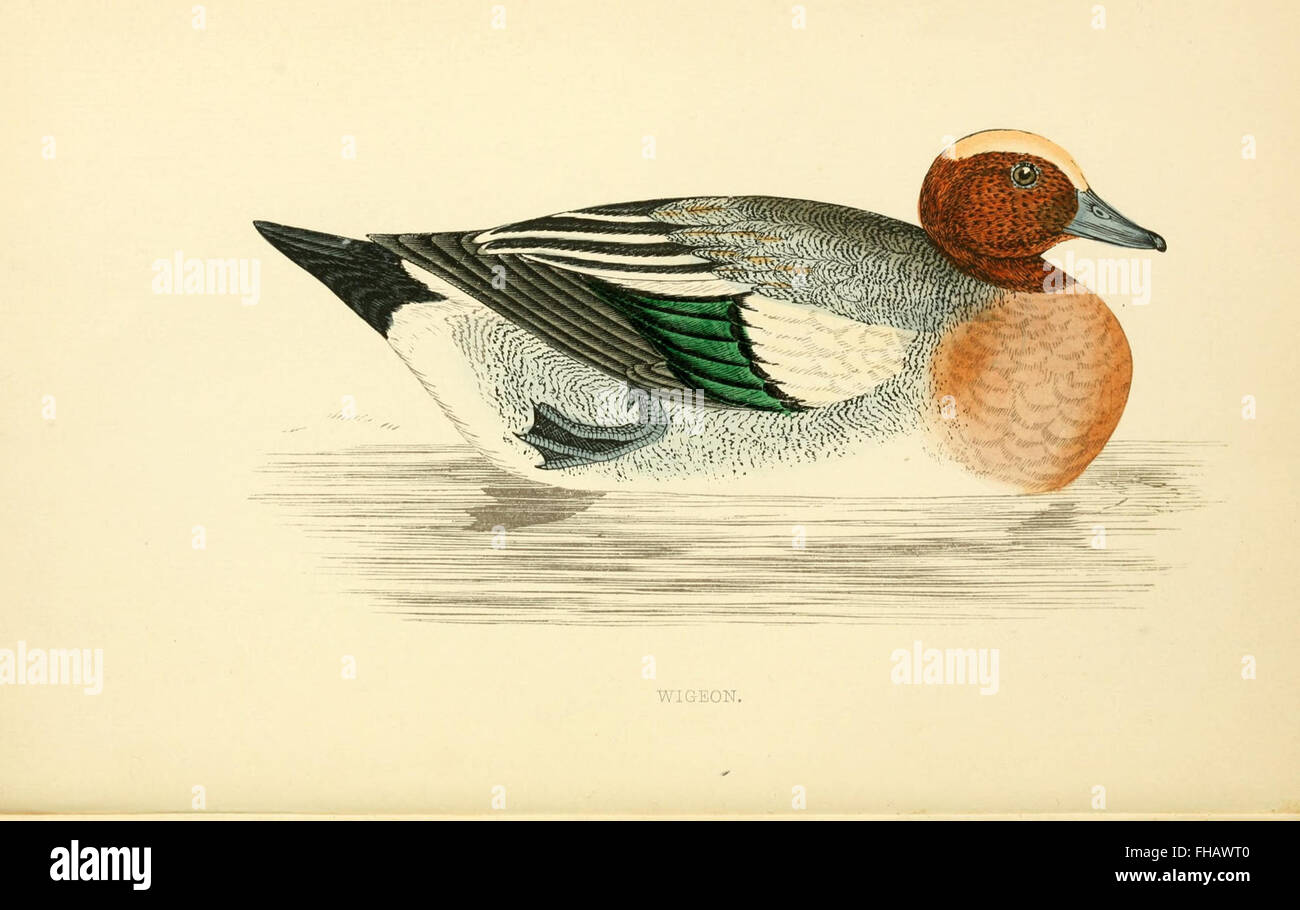 A History of British Birds is an extensive study on the native bird ...