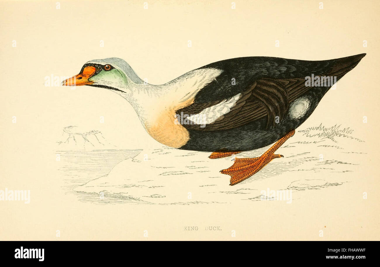 An in-depth historical account of British bird species, detailing their ...