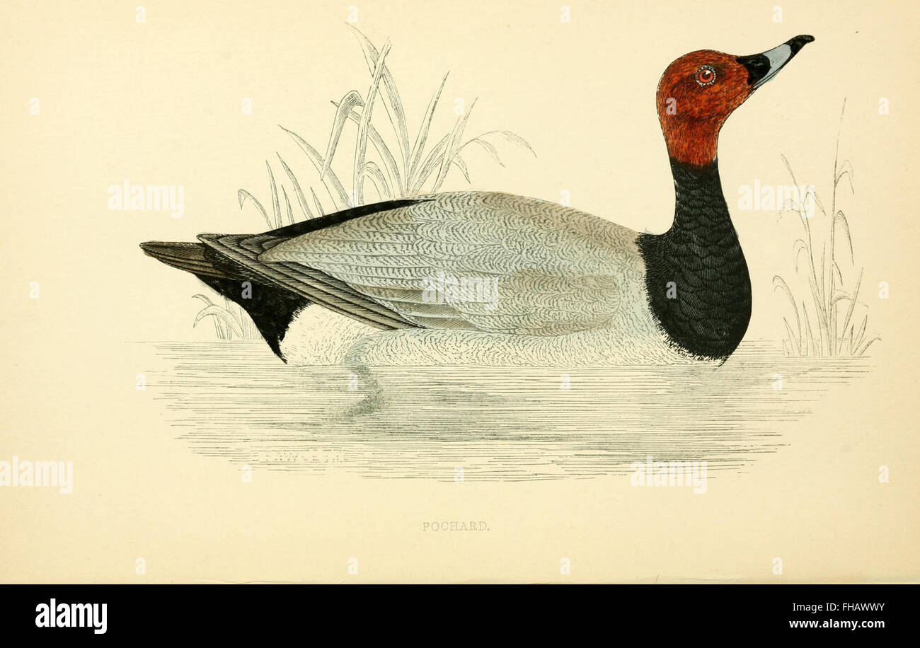 A comprehensive history of British bird species, including detailed ...