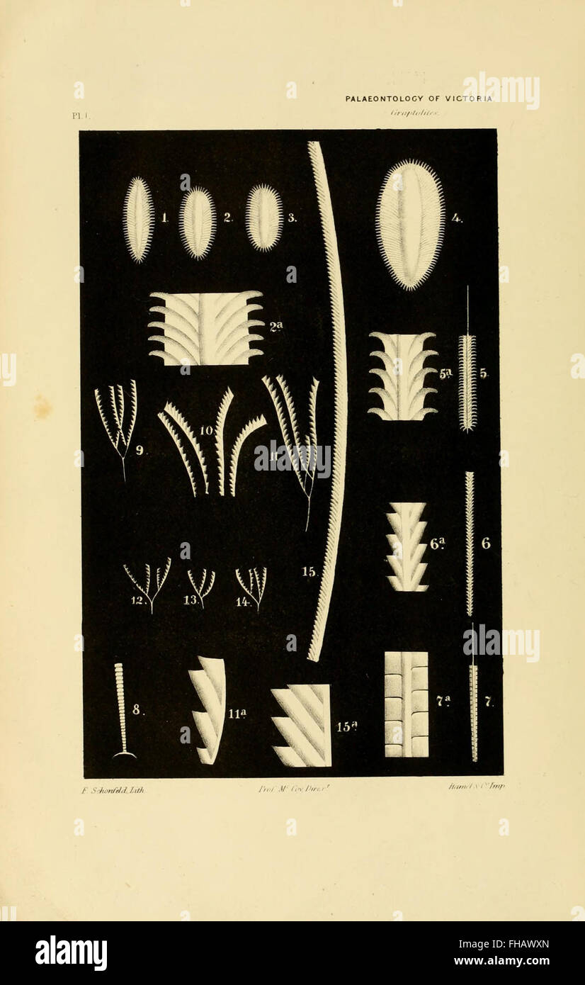 Prodromus of the paleontology of Victoria Stock Photo - Alamy
