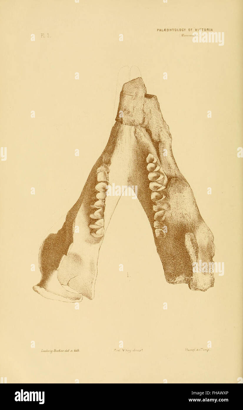 Prodromus of the paleontology of Victoria, Australia, Harvard ...