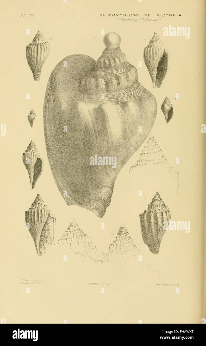 A foundational paleontological study of Victoria, Australia, exploring ...