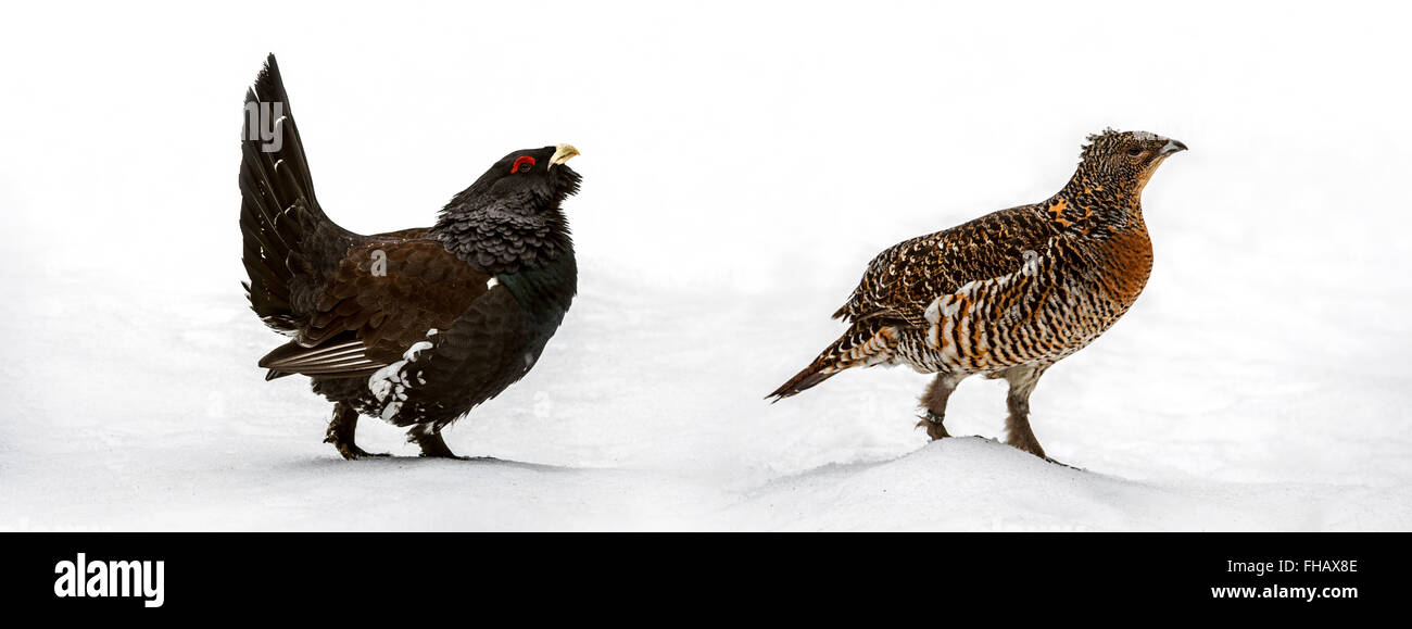 Western capercaillie / wood grouse (Tetrao urogallus) male / cock ...