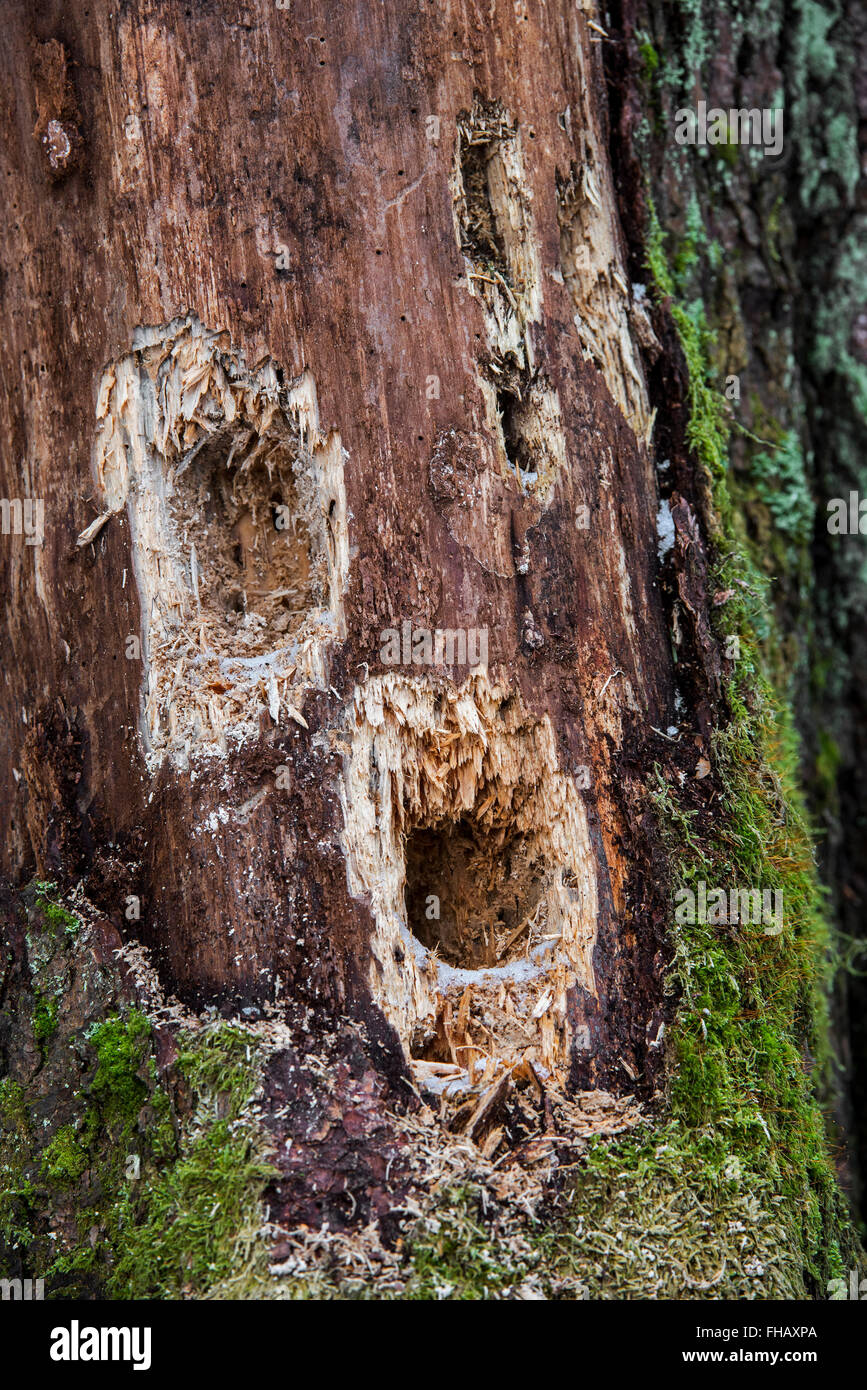 Several holes in tree trunk hammered by woodpecker looking for grubs in ...