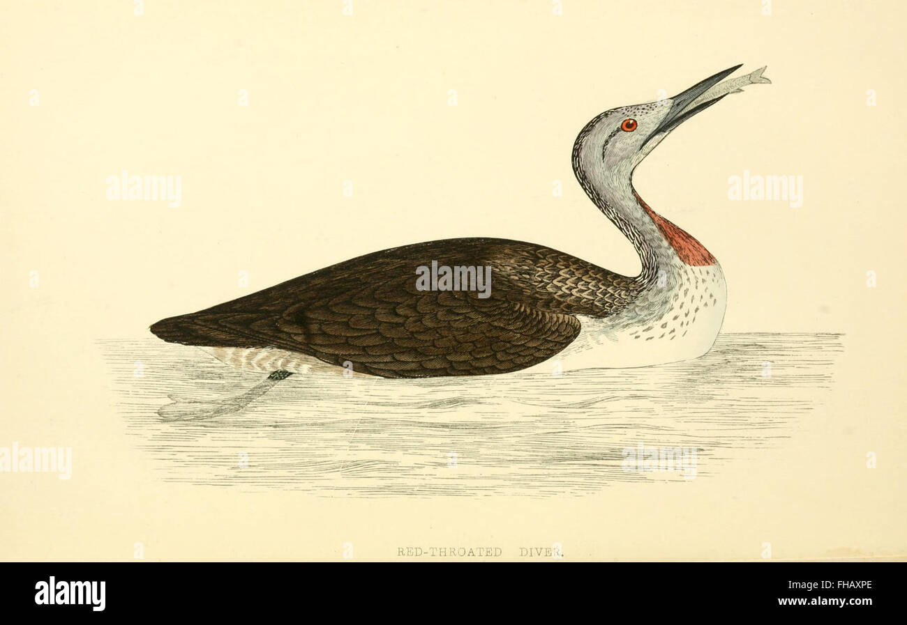 Rare birds in britain hi-res stock photography and images - Alamy