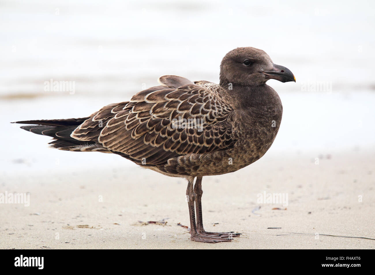 Juvenile Pacific gull (Larus pacificus) sitting on the beach in Victor ...