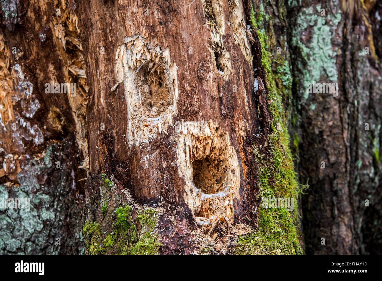 Several holes in tree trunk hammered by woodpecker looking for grubs in ...