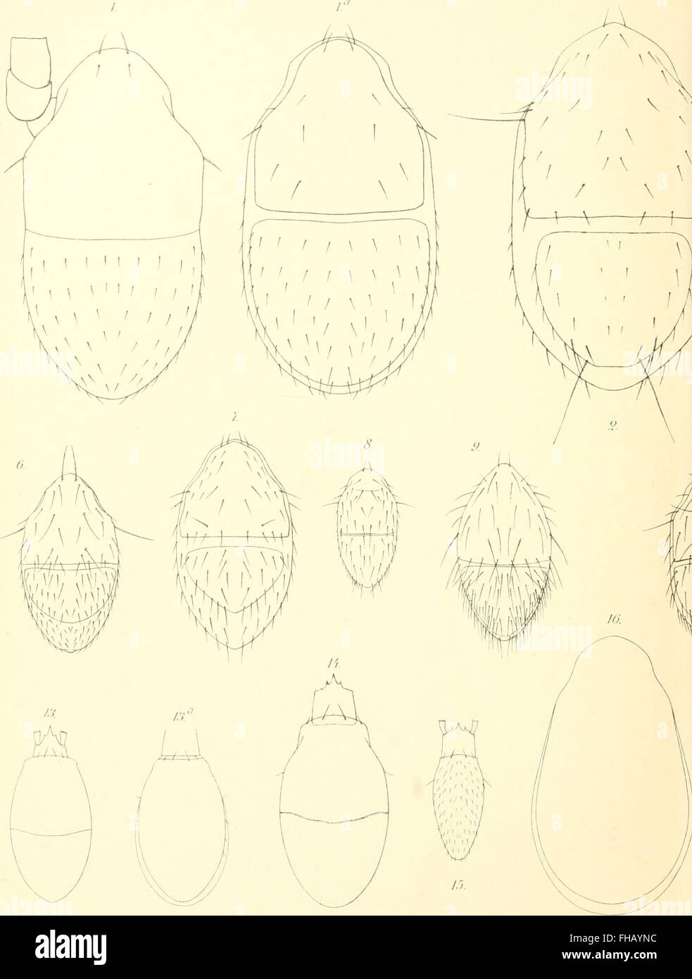 Redia: A Scientific Journal on Parasitology and Biological Research ...