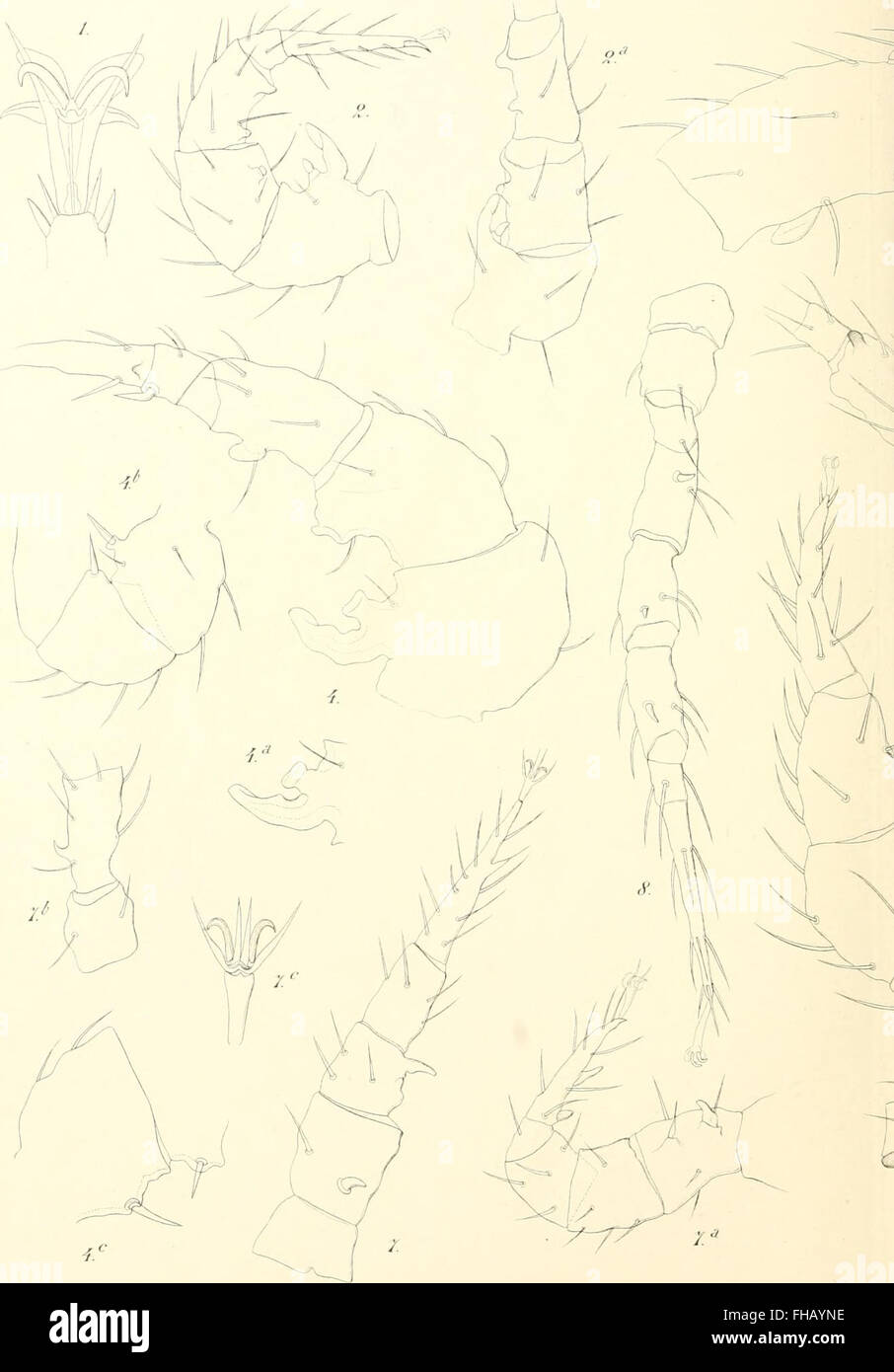 A scientific journal titled 'Redia,' published in 1905, focused on ...