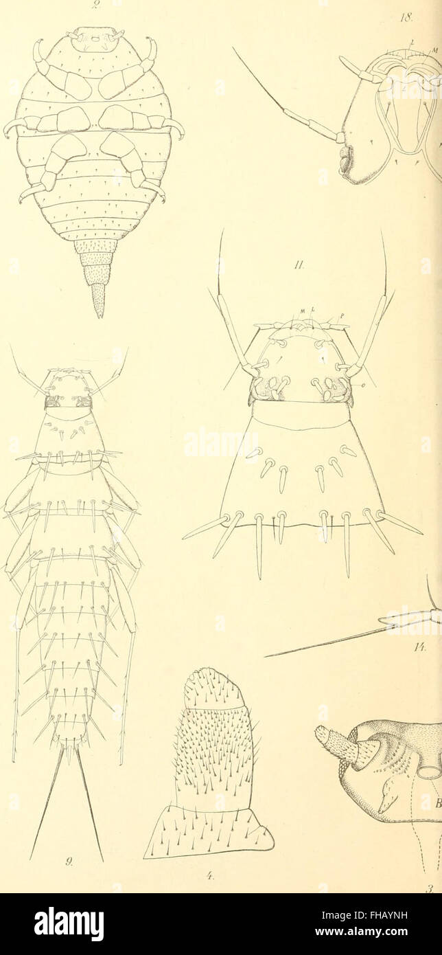 The 1905 scientific journal 'Redia' focusing on zoology and natural ...