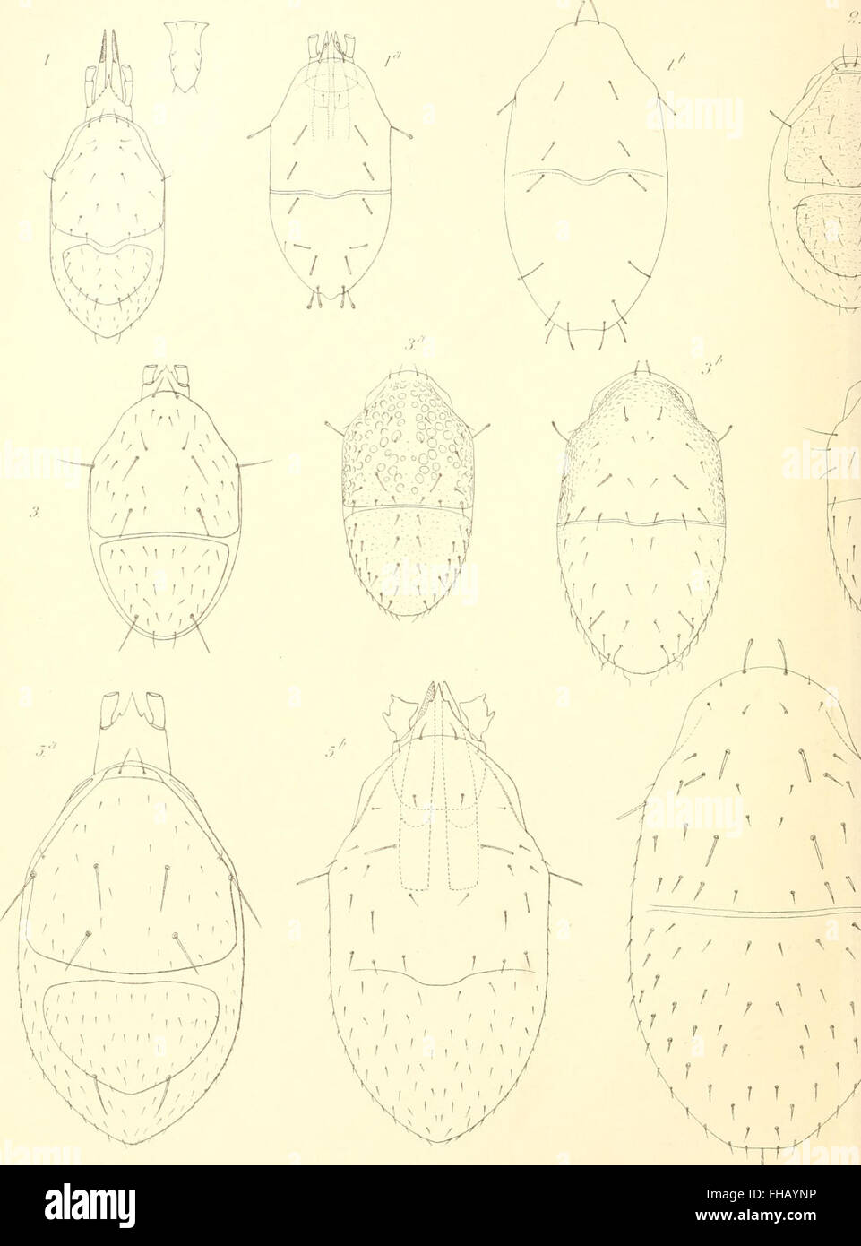 A scientific journal published in 1905, focusing on zoology, entomology ...