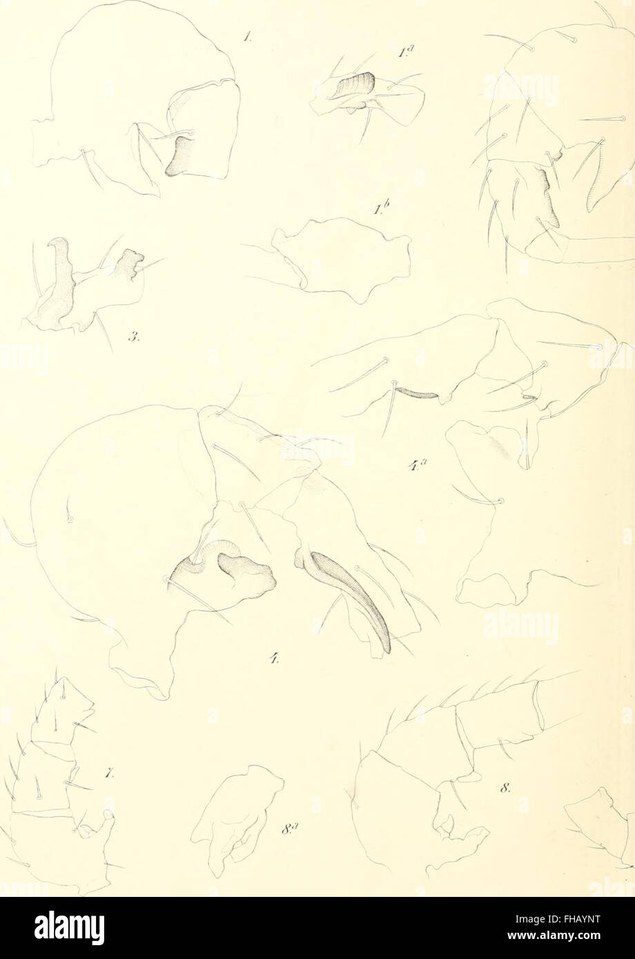 A 1905 scientific work focusing on the study of parasitology, with a ...