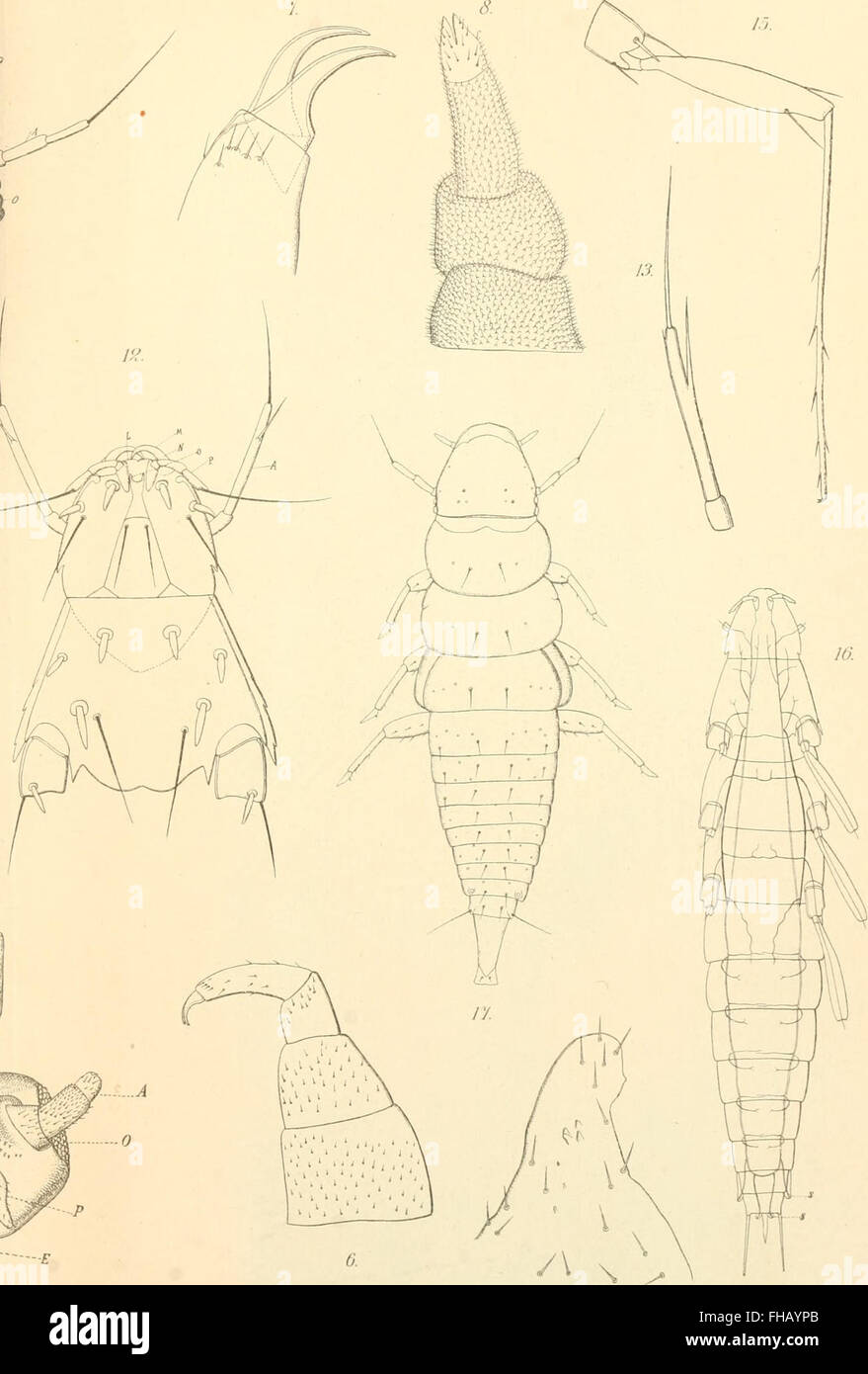 Redia (1905) is a biological journal that covers research on parasitic ...