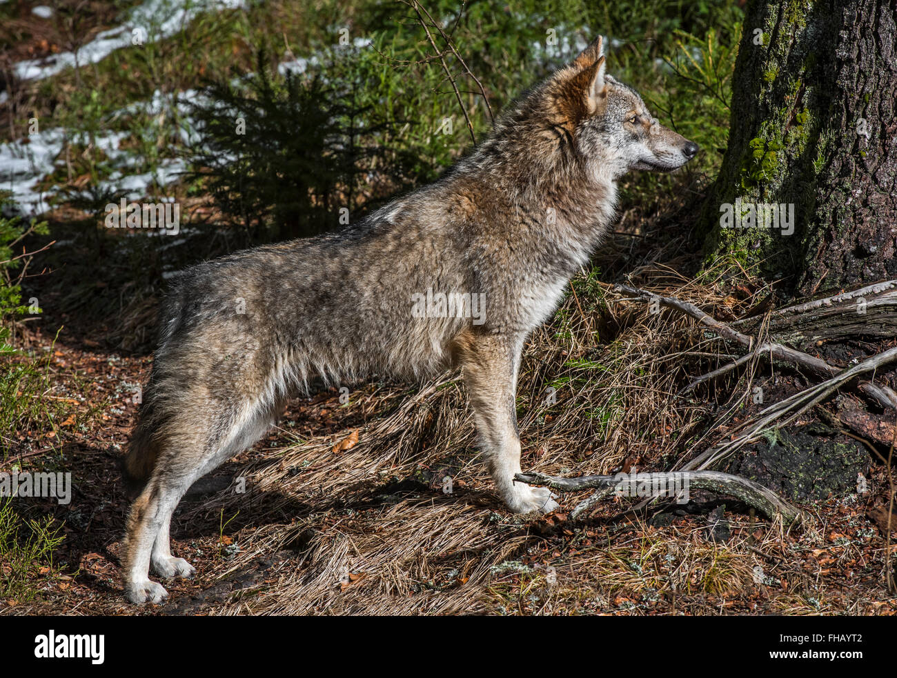 Solitary gray wolf / grey wolf / timber wolf (Canis lupus) in forest ...