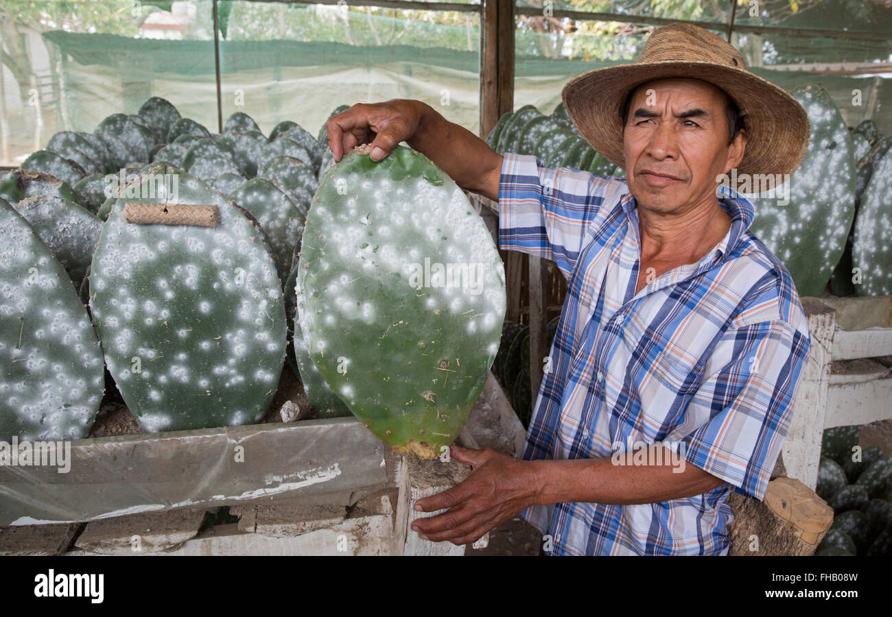 San Bartolo Coyotepec, Oaxaca, Mexico - Rancho La Nopalera, a farm ...