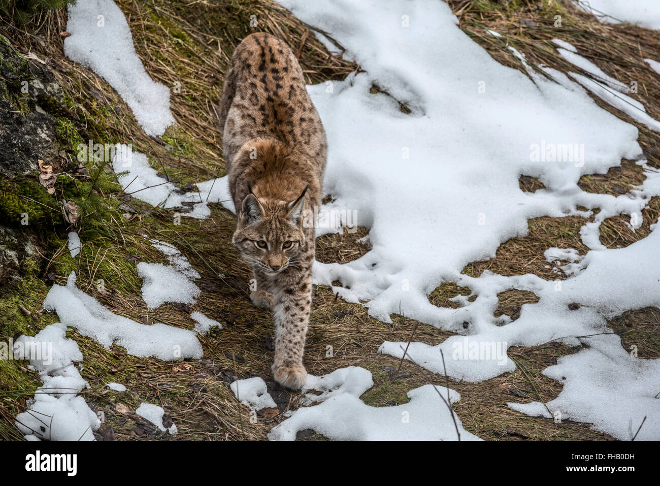 Eurasian lynx (Lynx lynx) hunting in the taiga in melting snow in ...