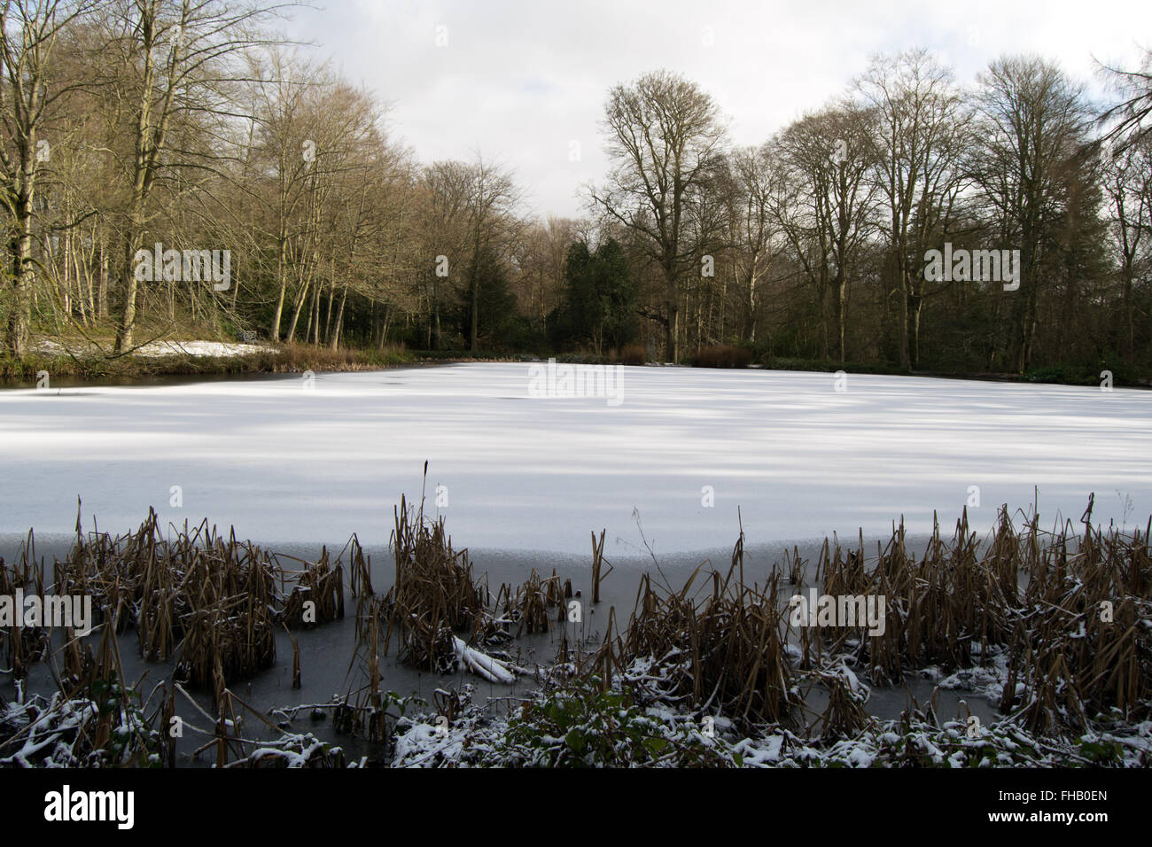 Frozen foliage hi-res stock photography and images - Alamy