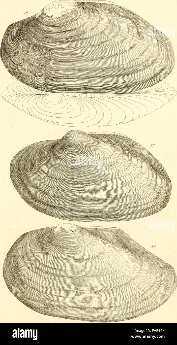 An 1841 report detailing the invertebrates of Massachusetts, covering ...
