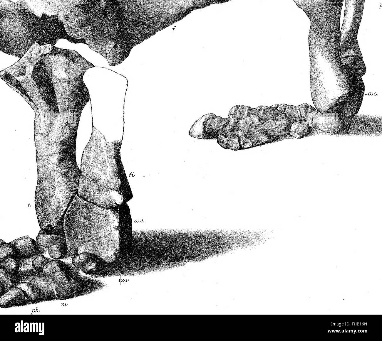 A 1892 study on the fossil reptile Pareiasaurus, examining its ...