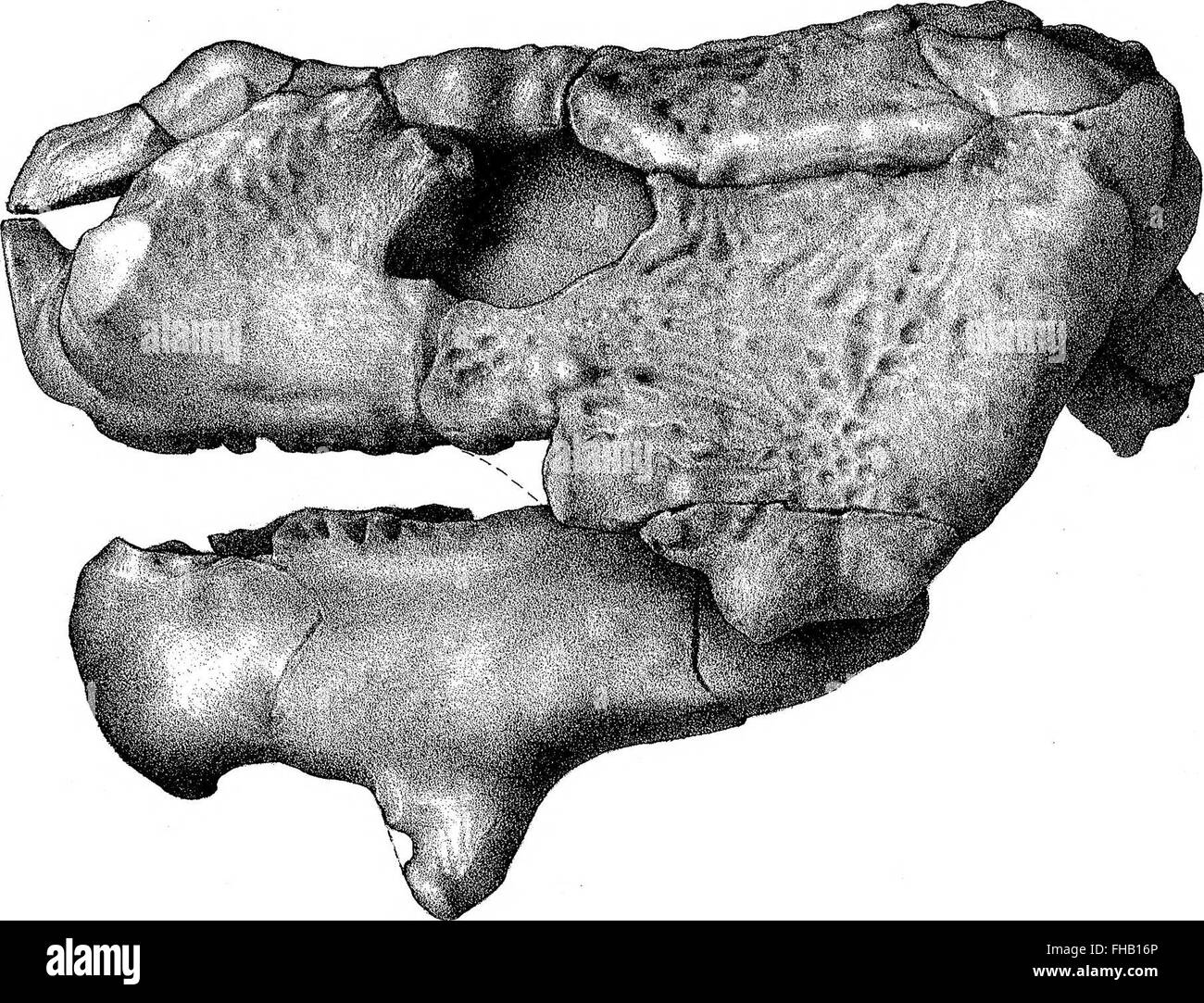 This 1892 study delves into the structure, organization, and ...