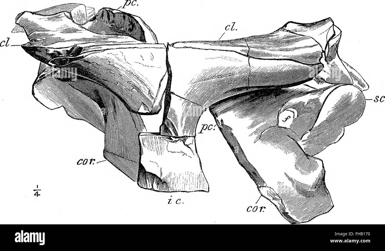 A detailed study on the structure, organization, and classification of ...