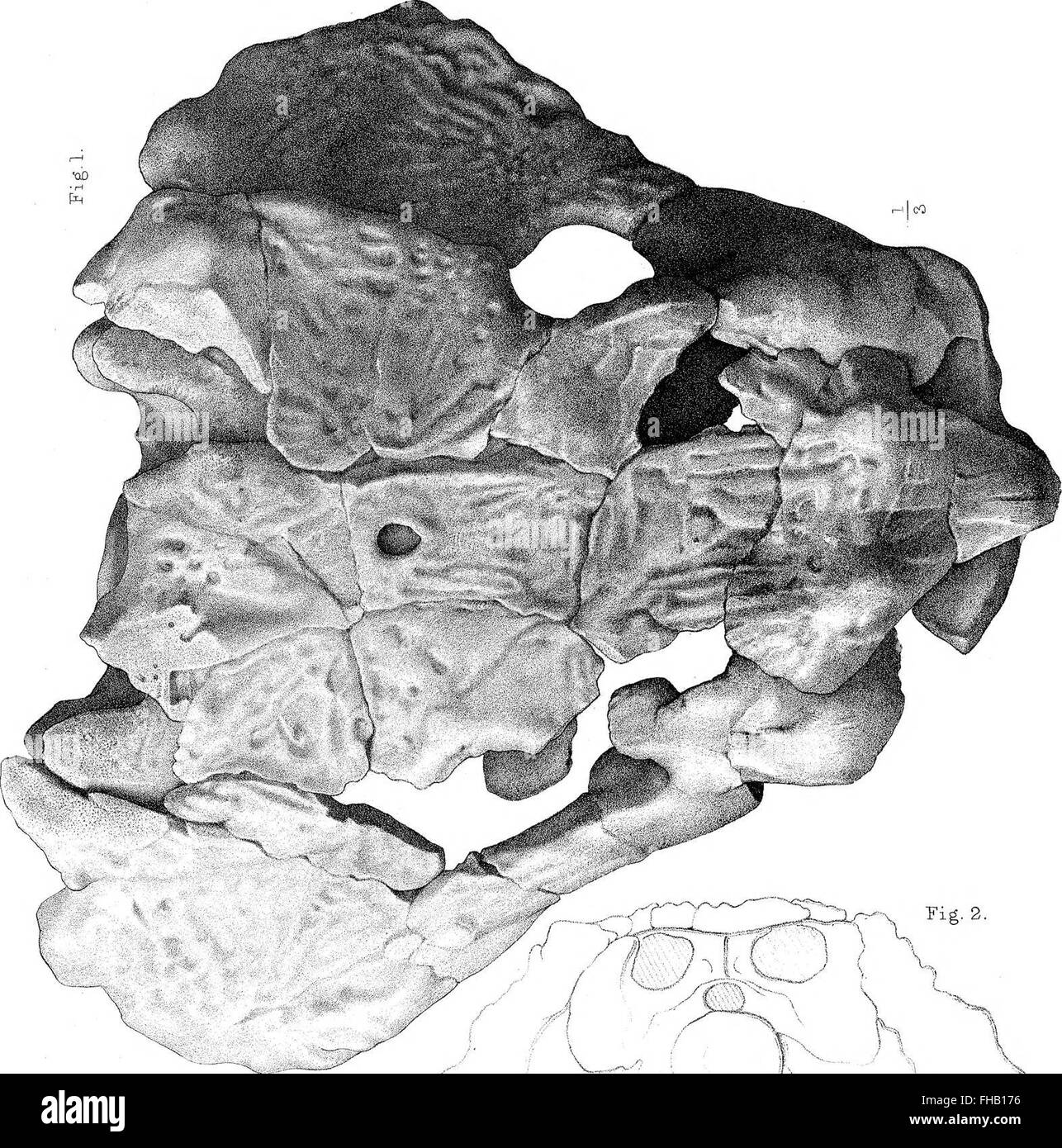 Research on Fossil Reptiles: A detailed study of the fossilized remains ...