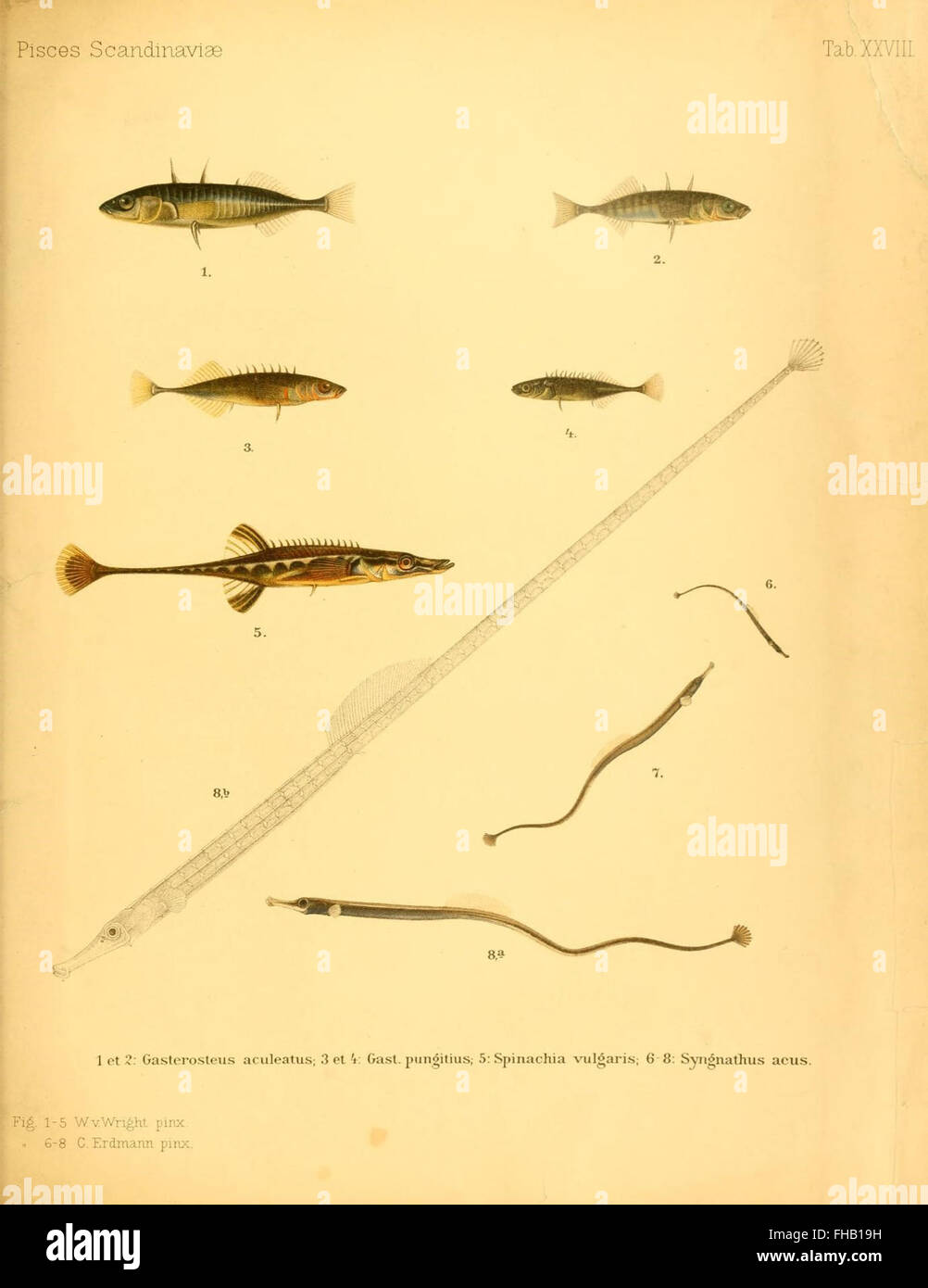 A comprehensive study of the fish species native to Scandinavia ...