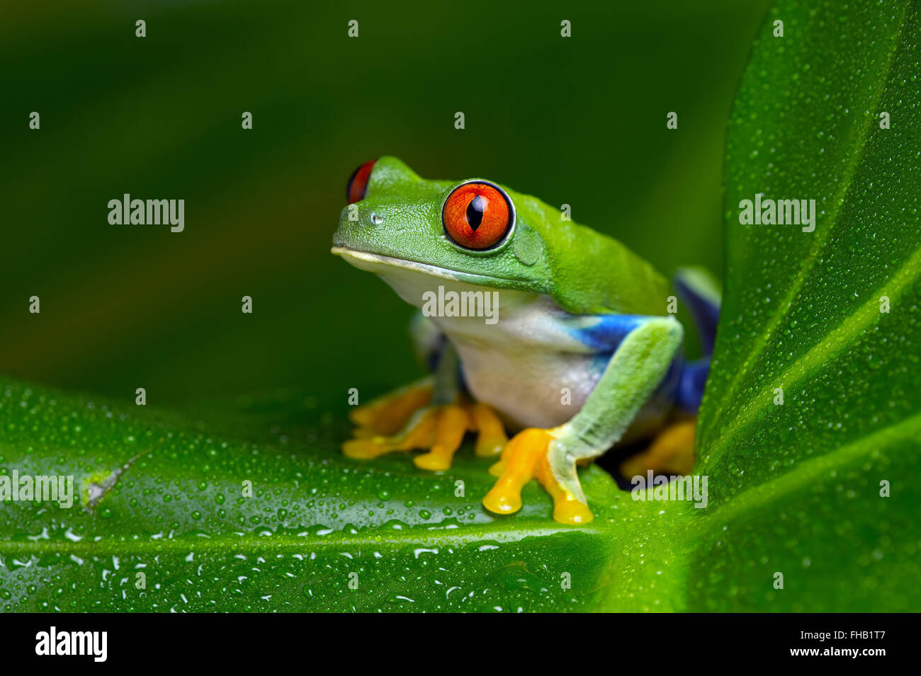 Red-Eyed Amazon Tree Frog (Agalychnis Callidryas Stock Photo - Alamy