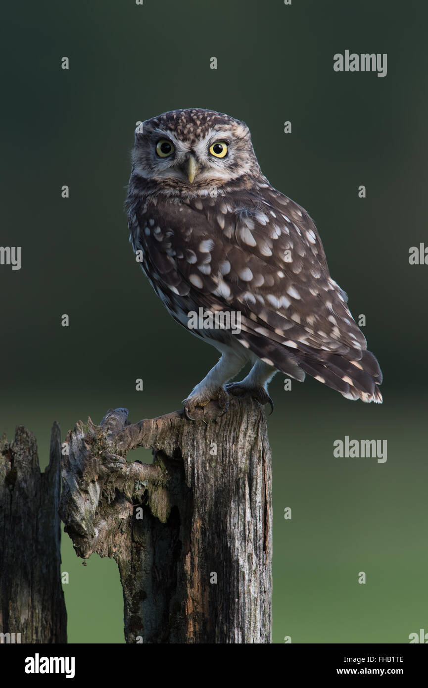 Noctua hi-res stock photography and images - Alamy