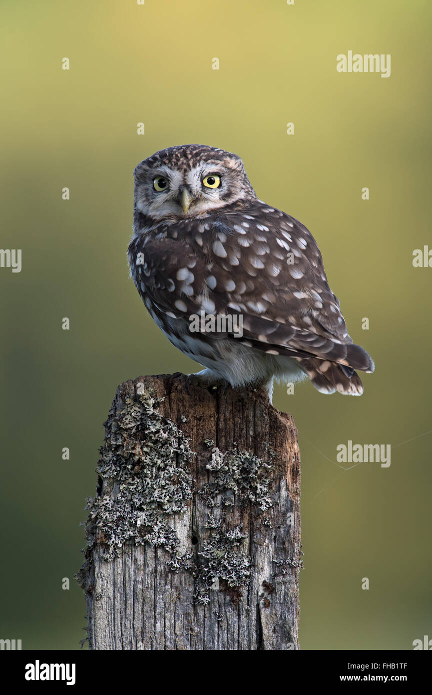 Noctua hi-res stock photography and images - Alamy