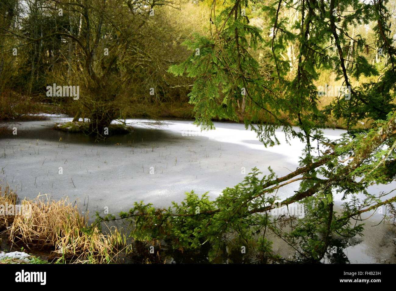 frozen / icy pond on a winters day surrounded by trees and foliage ...