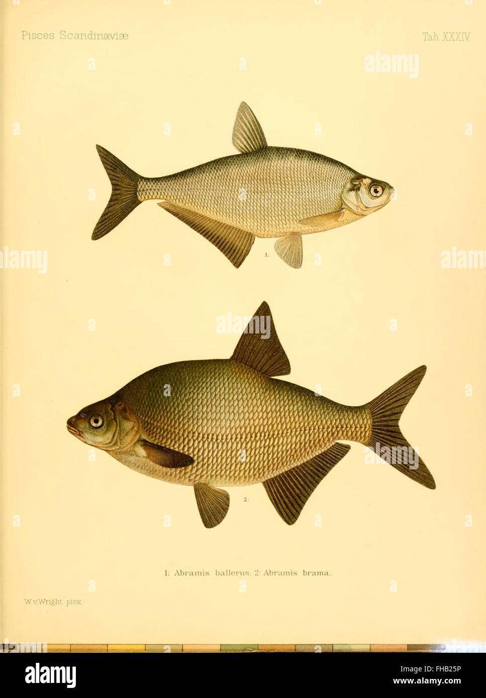 A historical study on the classification and identification of ...