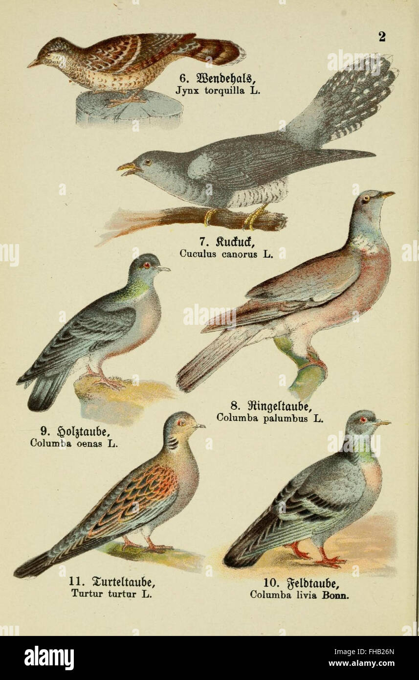 Schreiber's small atlas of native birds, a comprehensive pictorial work ...