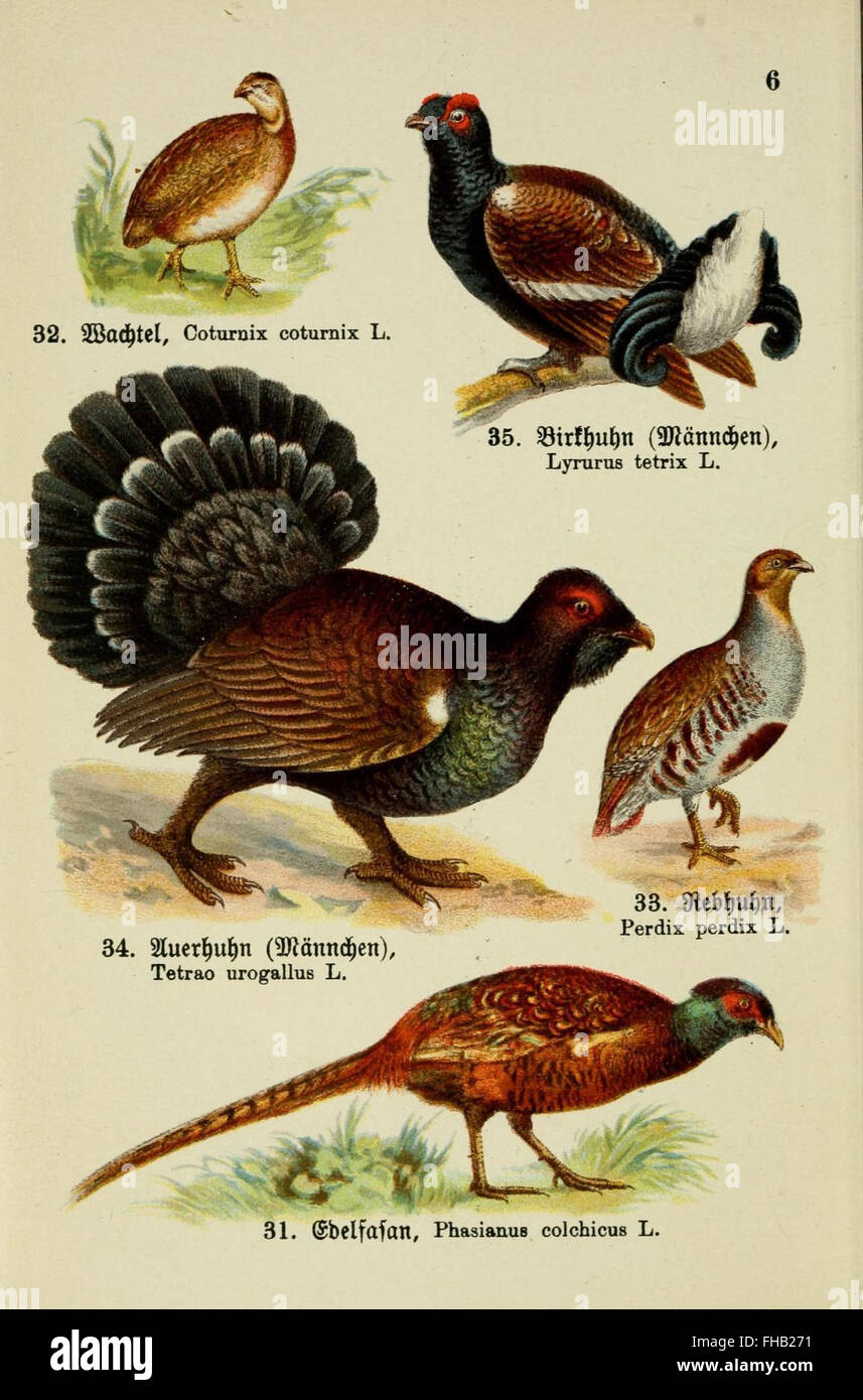 A small atlas by Schreiber illustrating native birds, with detailed ...