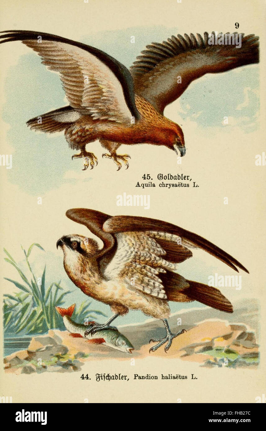 A small atlas by Schreiber detailing native bird species, with ...