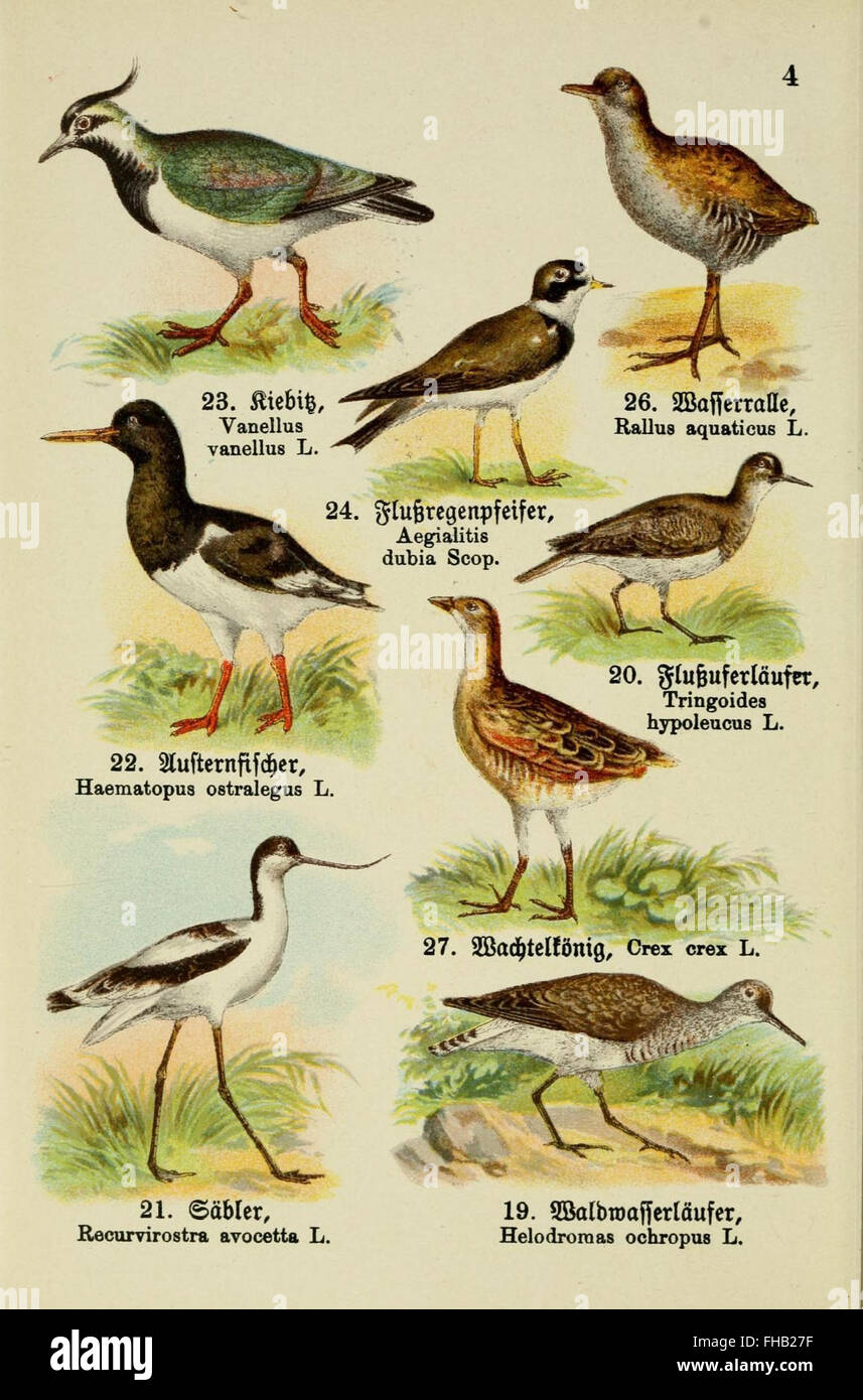 A small illustrated atlas of native birds, detailing species and their ...